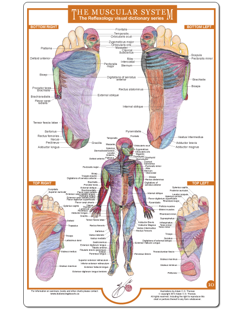 Muscular Reflexology Balancing Touch Reflexology